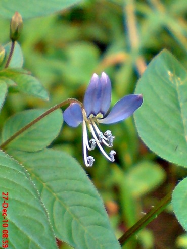 Bunga Maman Ungu ( Cleome rutidosperma )